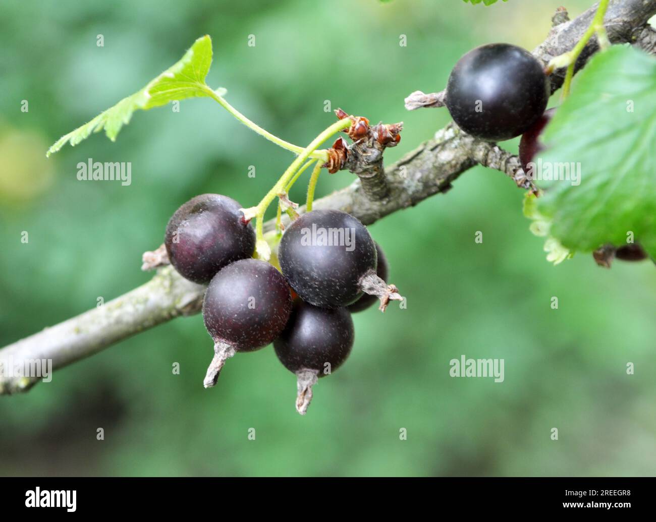 On the branch are ripe black berries of Yoshta Stock Photo - Alamy