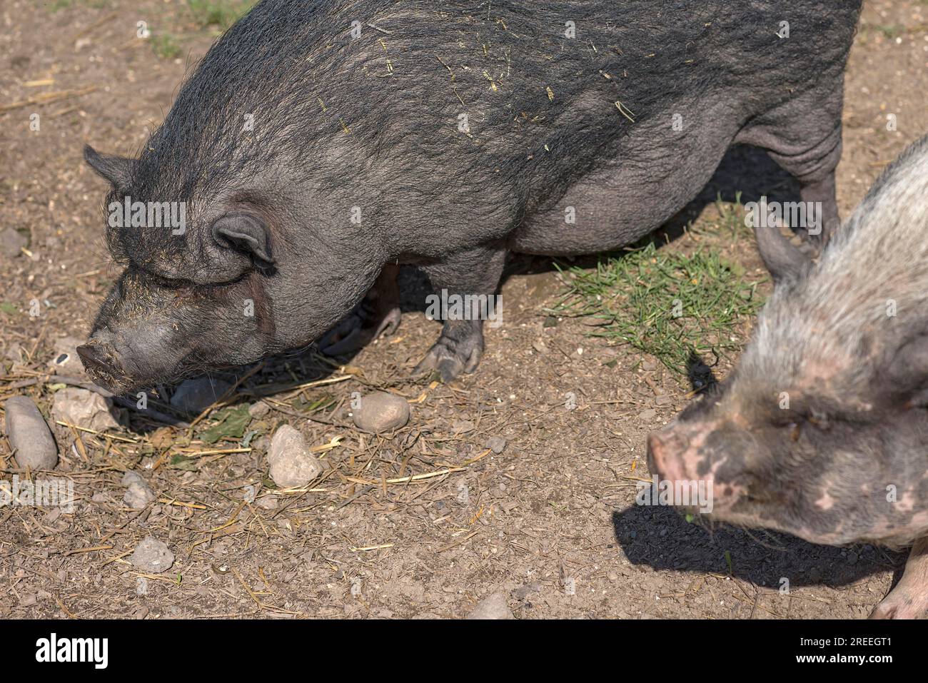 Pot-bellied pigs (Sus scrofa domesticus), Mecklenburg-Vorpommern ...