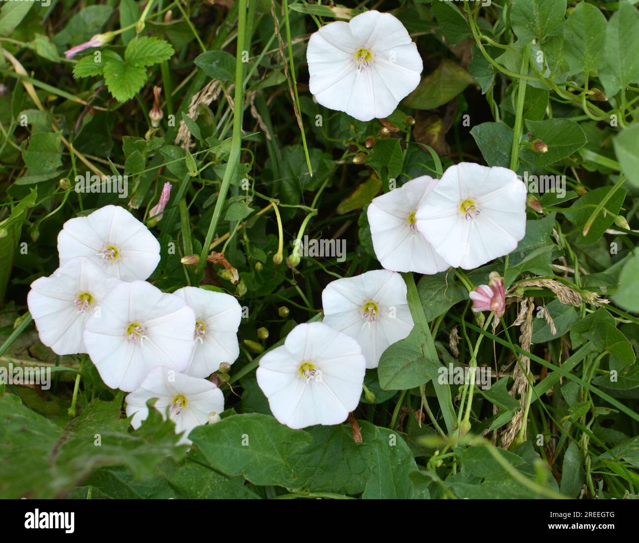 Convolvulus arvensis weed hi-res stock photography and images - Alamy