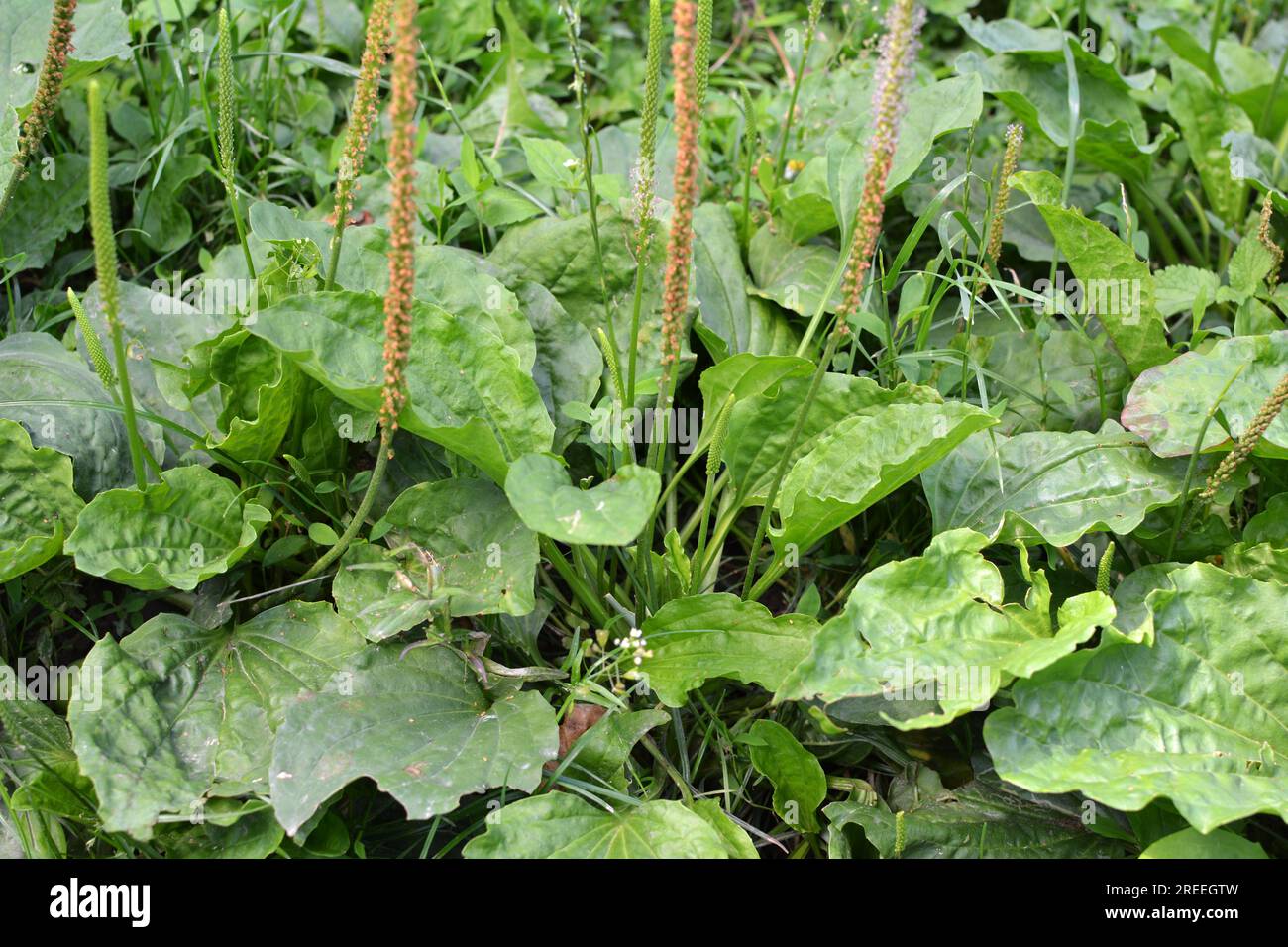 In summer, plantain (Plantago cornutii) grows in the wild Stock Photo ...