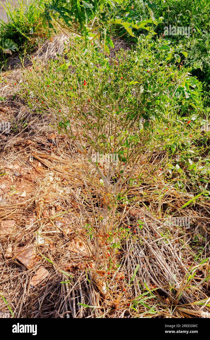 Pili tree hi-res stock photography and images - Alamy