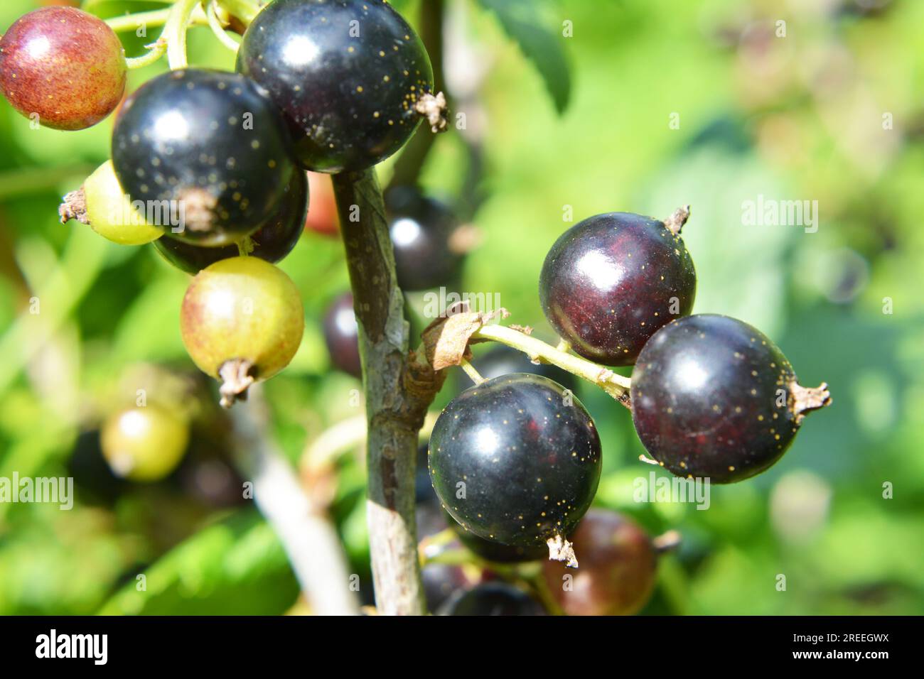 Currant black plants hi-res stock photography and images - Alamy