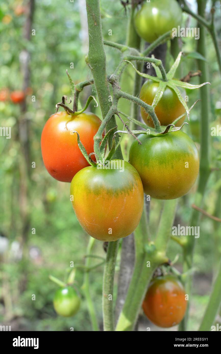 Tomatoes are grown in open organic soil Stock Photo - Alamy