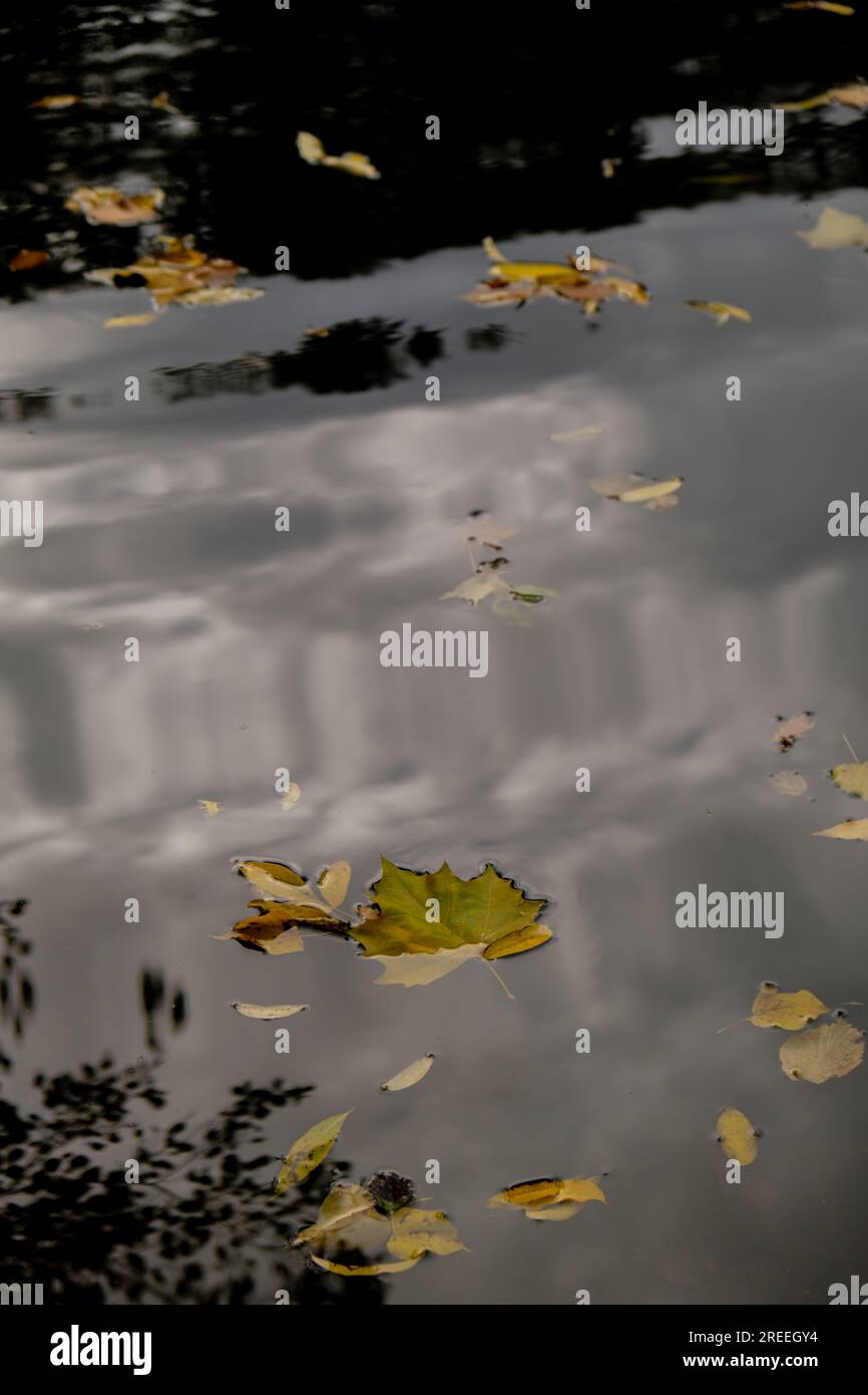 Autumn leaves float on the surface of the water. Fallen autumnal leaves on surface of lake ...