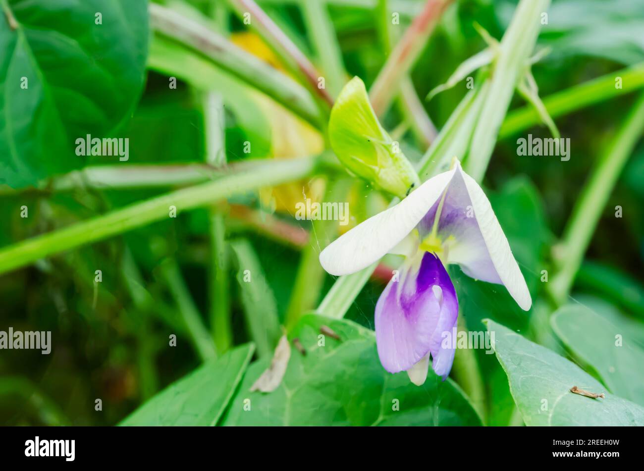 Cowpea flowers hi-res stock photography and images - Alamy