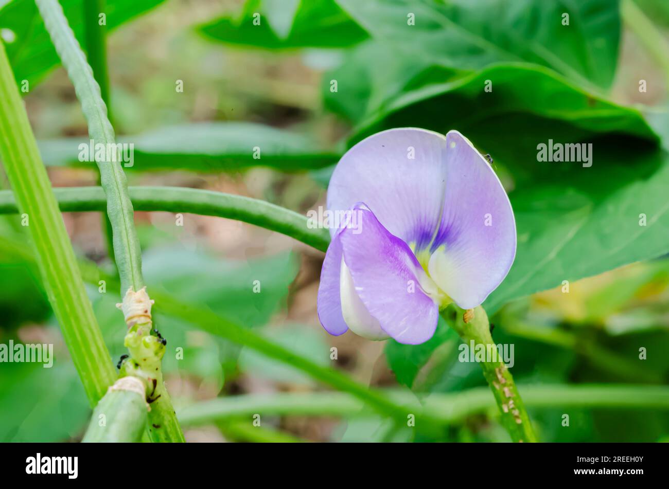 Cowpea Flower