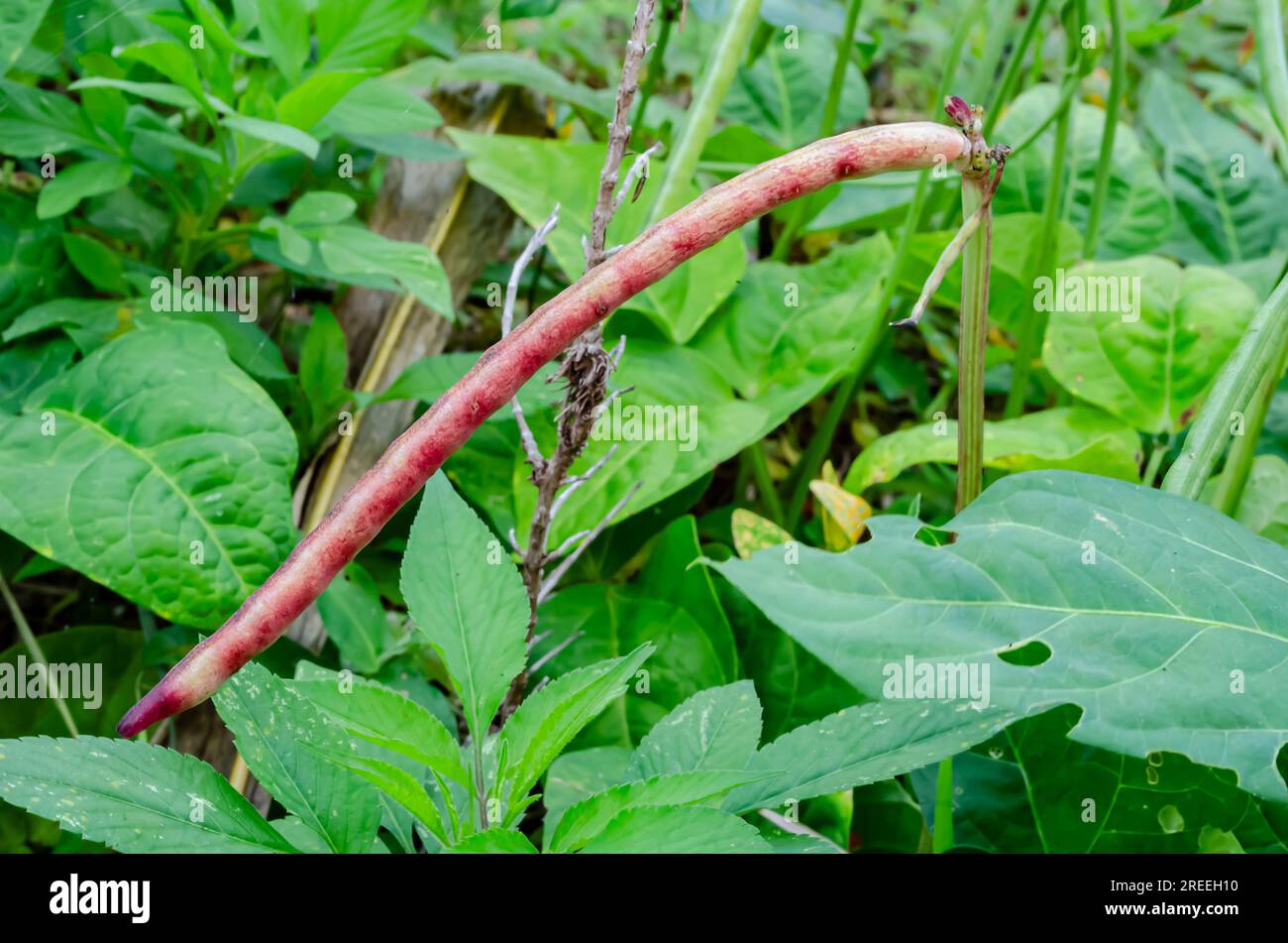 Cowpea flowers hi-res stock photography and images - Alamy