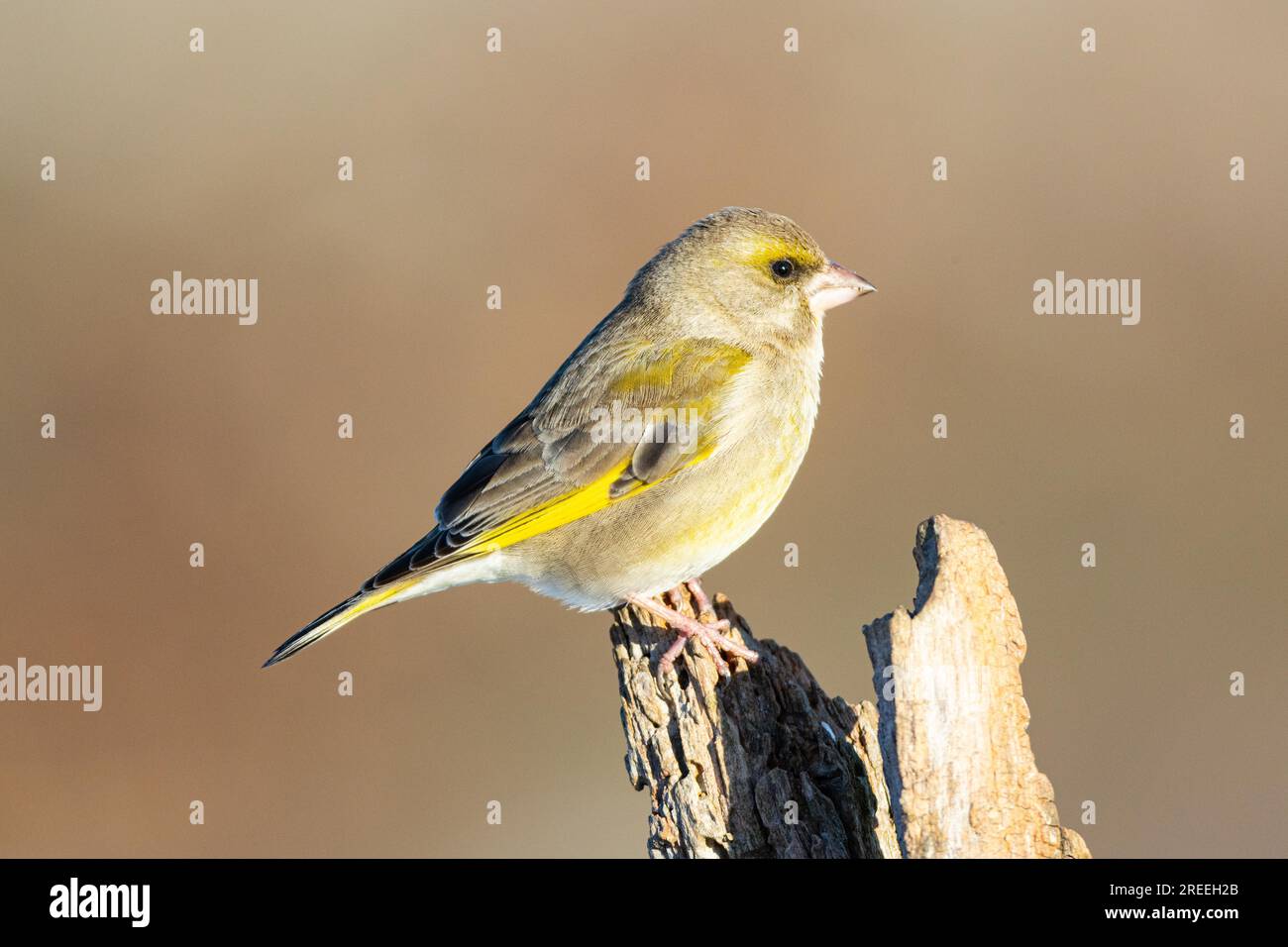 Finches of europe hi-res stock photography and images - Alamy