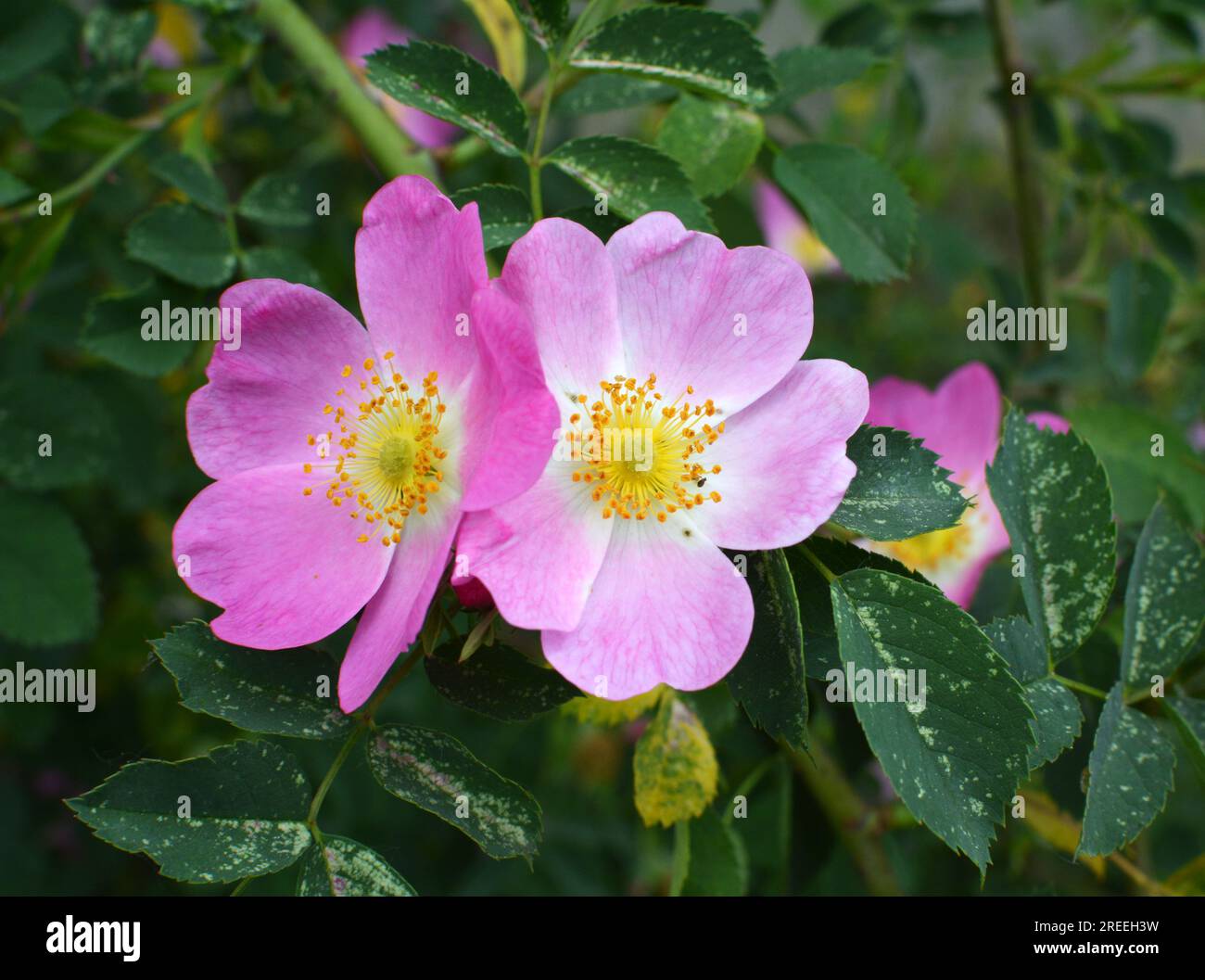 In the spring, wild rose bush blooms Stock Photo - Alamy