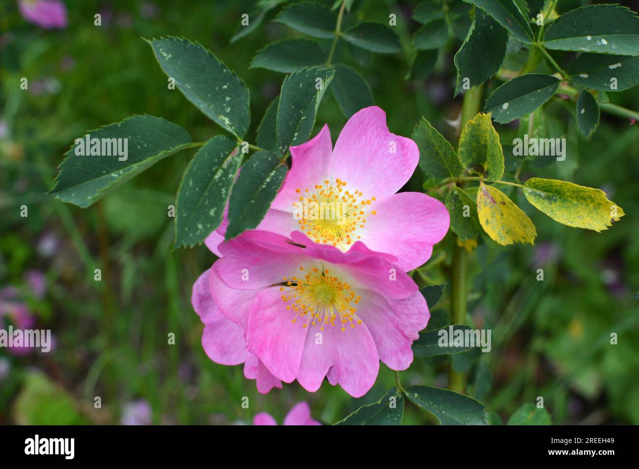 Rose spring hi-res stock photography and images - Alamy