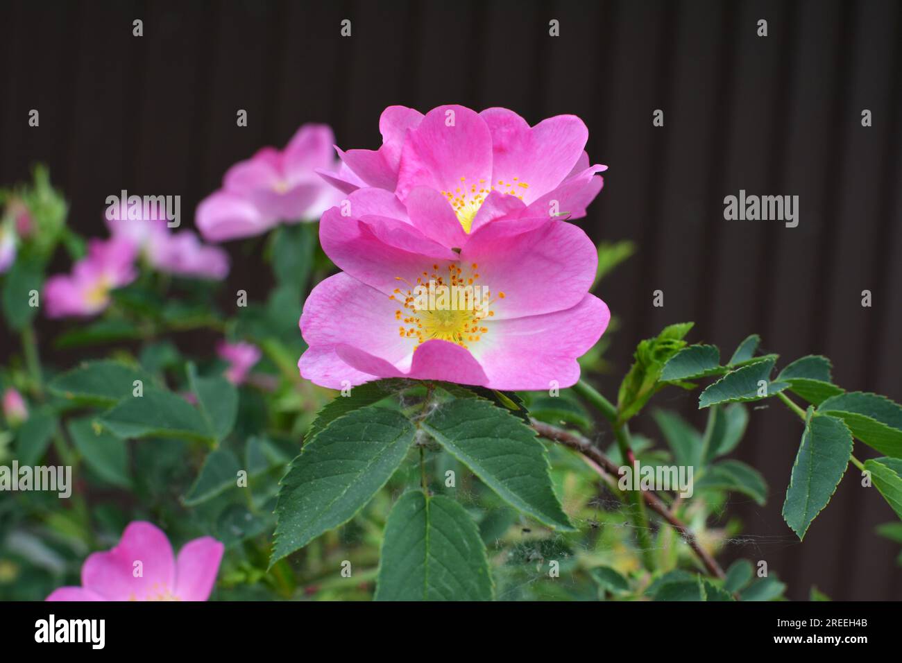 Pink rose spring hi-res stock photography and images - Alamy