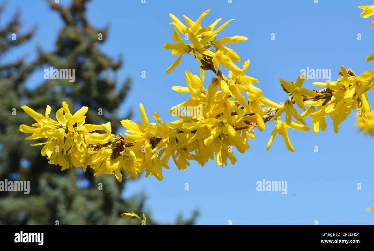 Forsythia beautiful shrub blooms hi-res stock photography and images ...