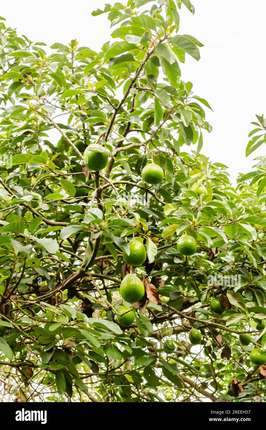 Avocat tree hi-res stock photography and images - Alamy