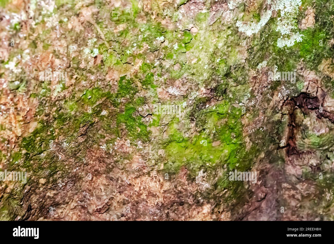 Green alga green algae bark hi-res stock photography and images - Alamy