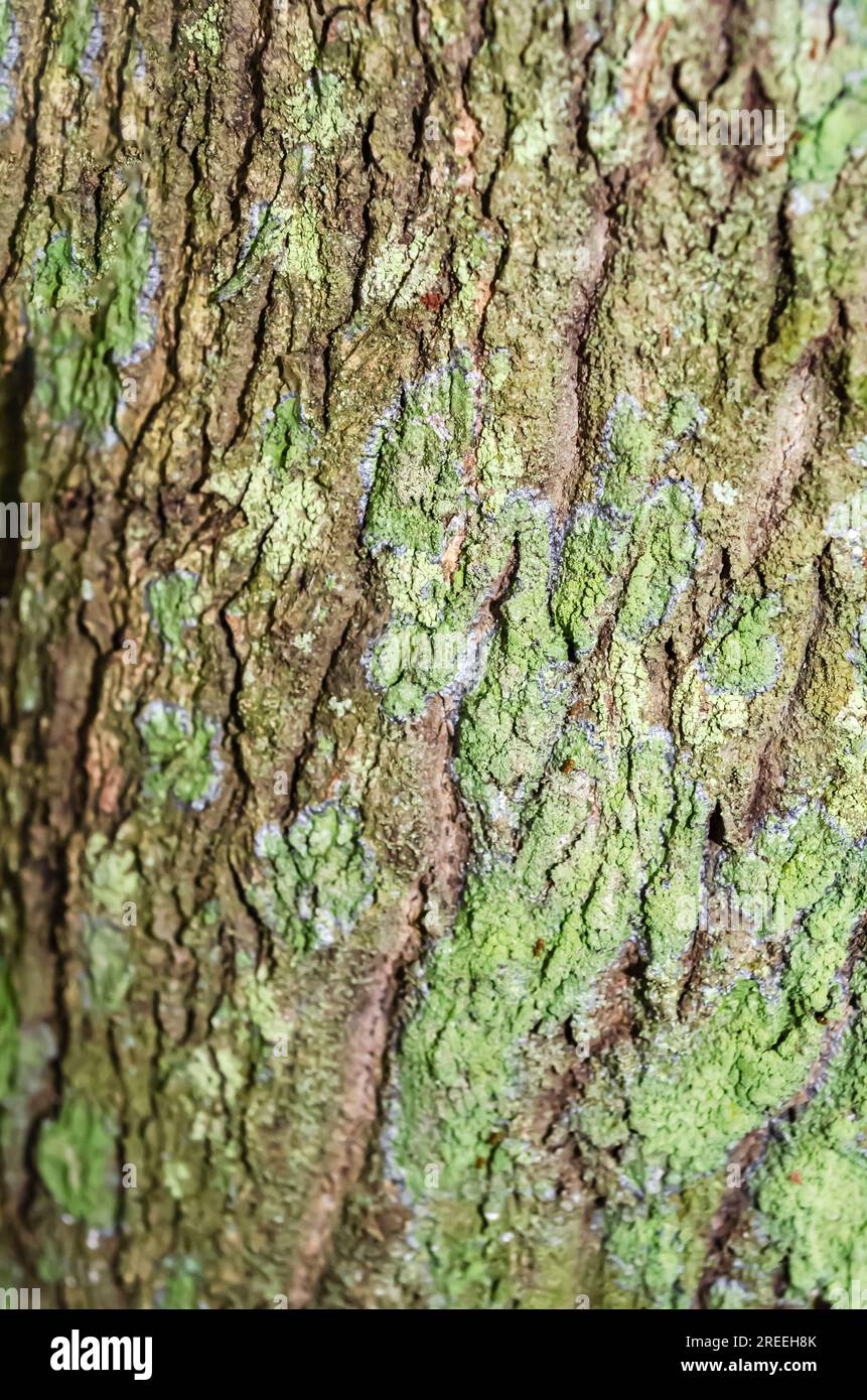 Tropical lichens growing on tree bark hi-res stock photography and ...