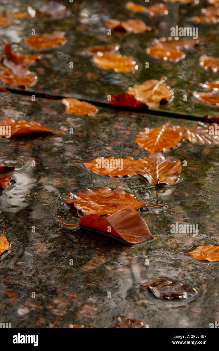 Dark aesthetic leaf wallpaper hi-res stock photography and images - Alamy