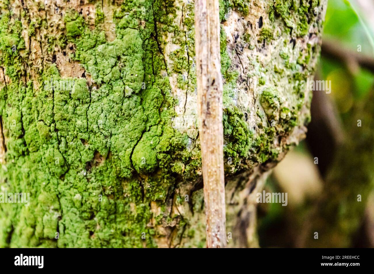 Algae Growing On Tree Stock Photo - Alamy