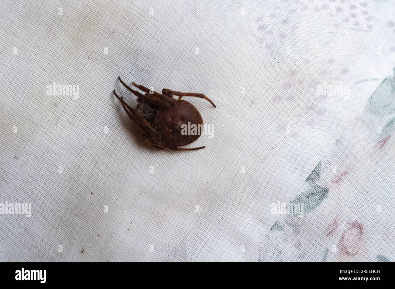 Small tarantula hi-res stock photography and images - Alamy