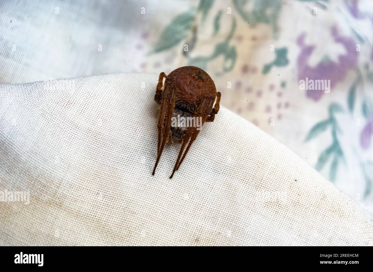 Small tarantula hi-res stock photography and images - Alamy