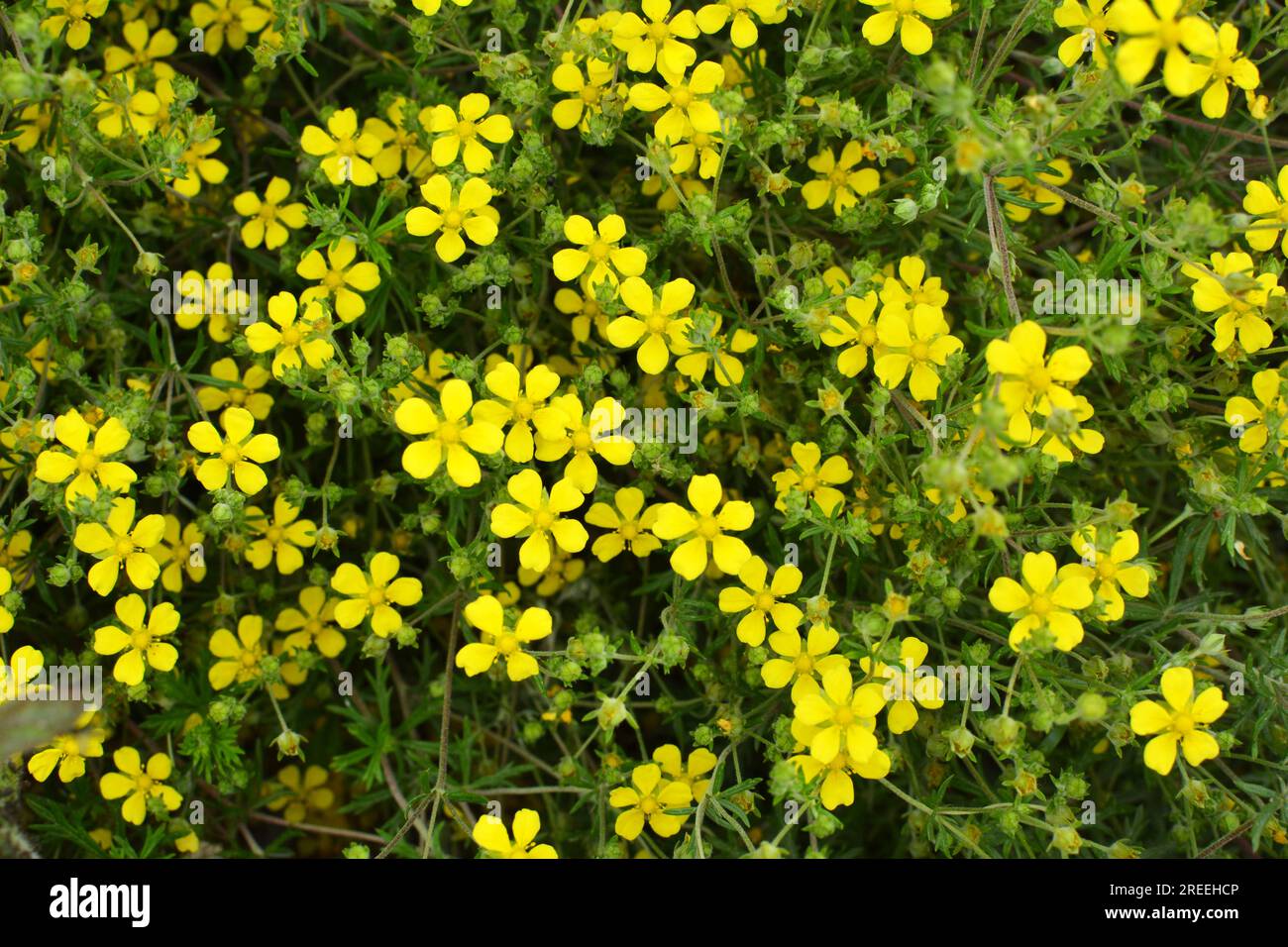 Potentilla plant hi-res stock photography and images - Alamy