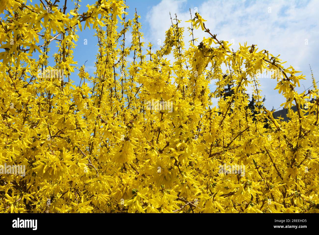 Forsythia bush blooms in spring in nature Stock Photo - Alamy