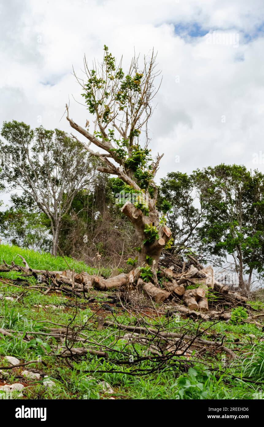 Root restoration hi-res stock photography and images - Alamy