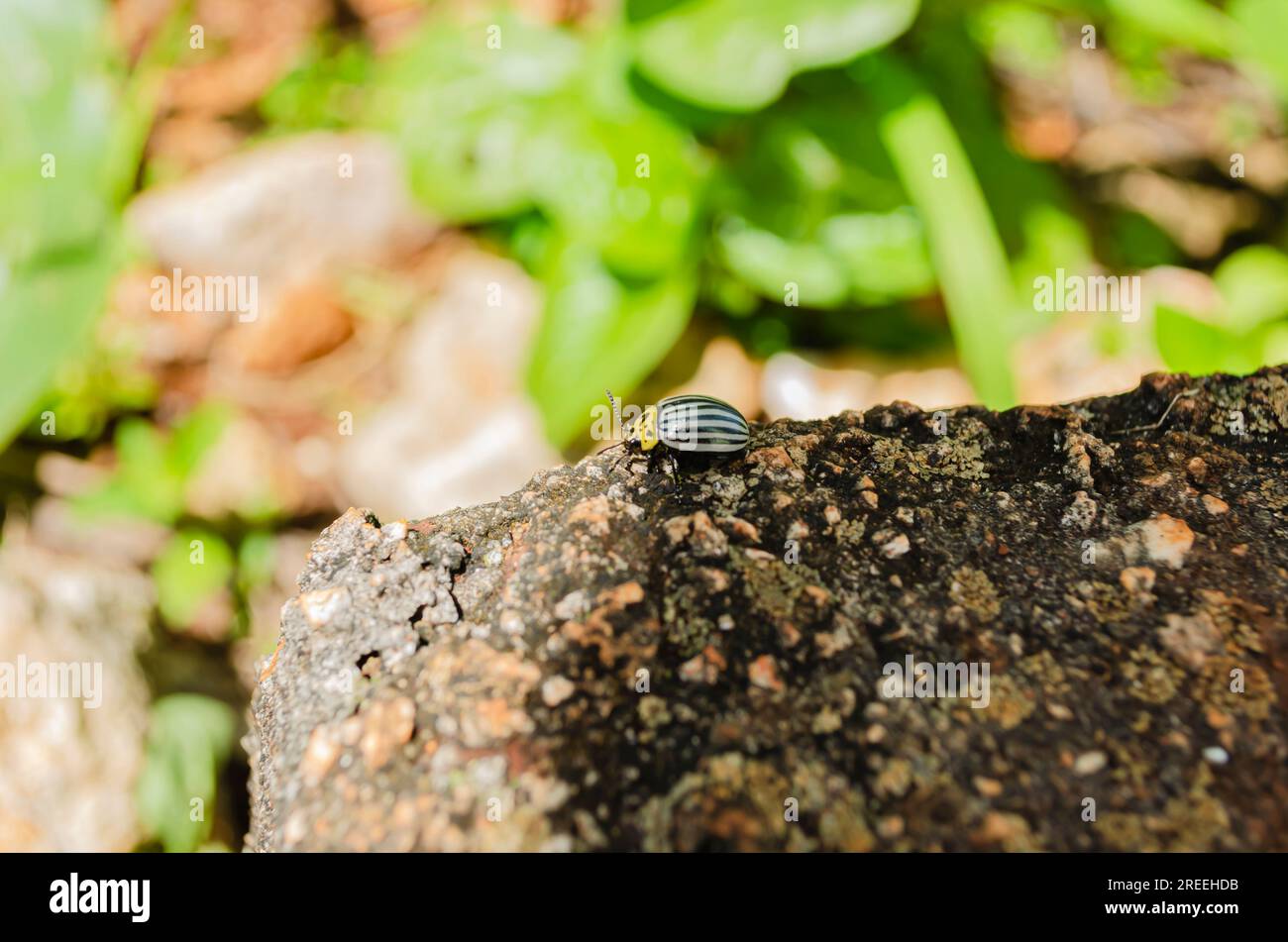 A colorado beetle with spotted yellow head and black and white striped ...