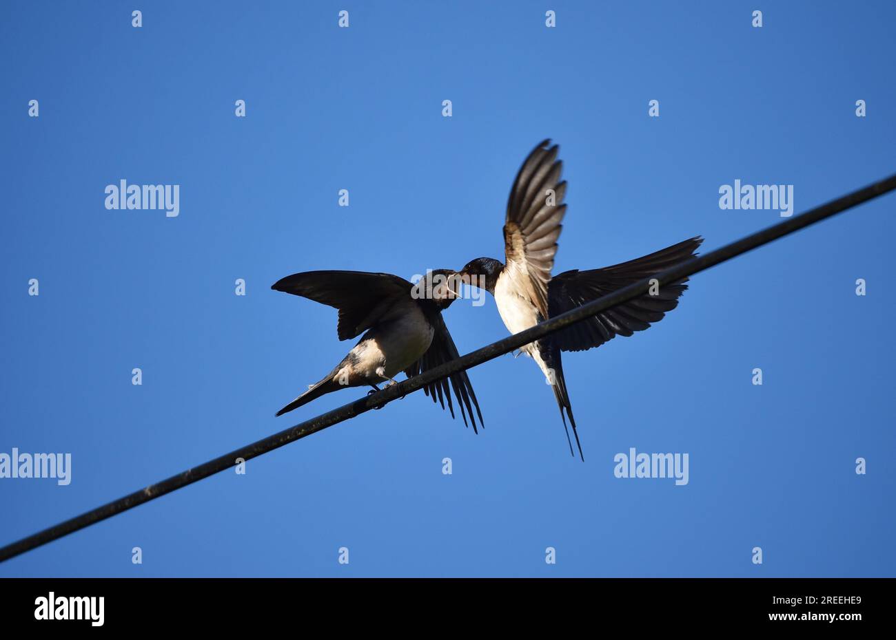 Juvenile house martin hi-res stock photography and images - Alamy