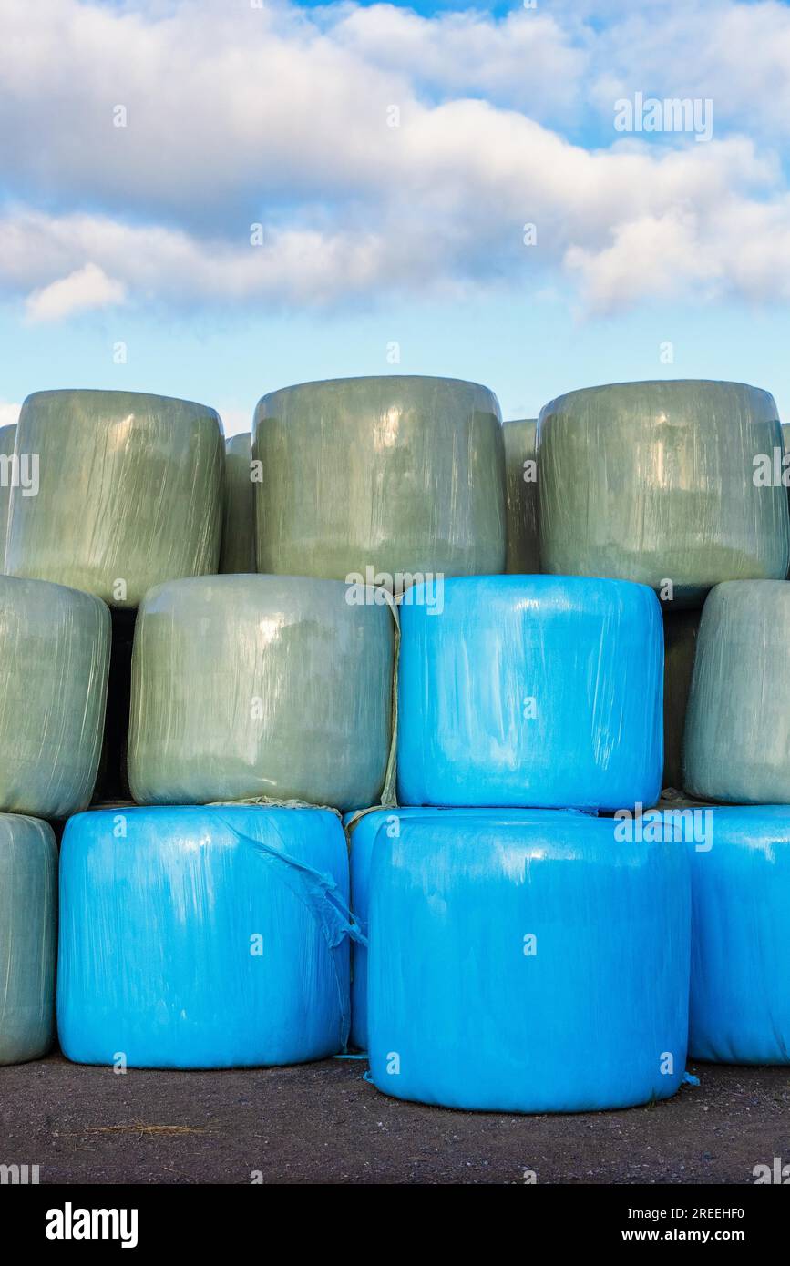 Blue and gray silage bales at a farm in the countryside Stock Photo - Alamy