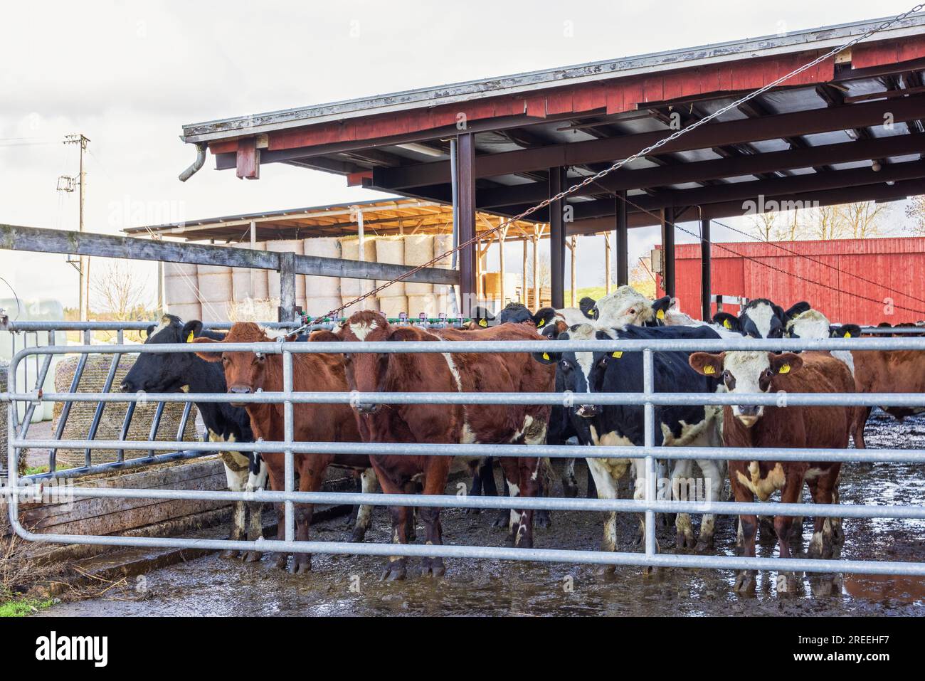 Cattle behind a gate at a farm, Sweden Stock Photo - Alamy