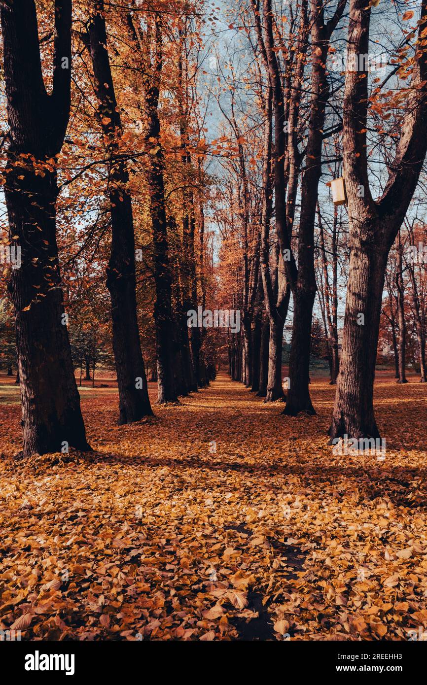 Colorful falling autumn leaves. View through the autumn foliage in park ...