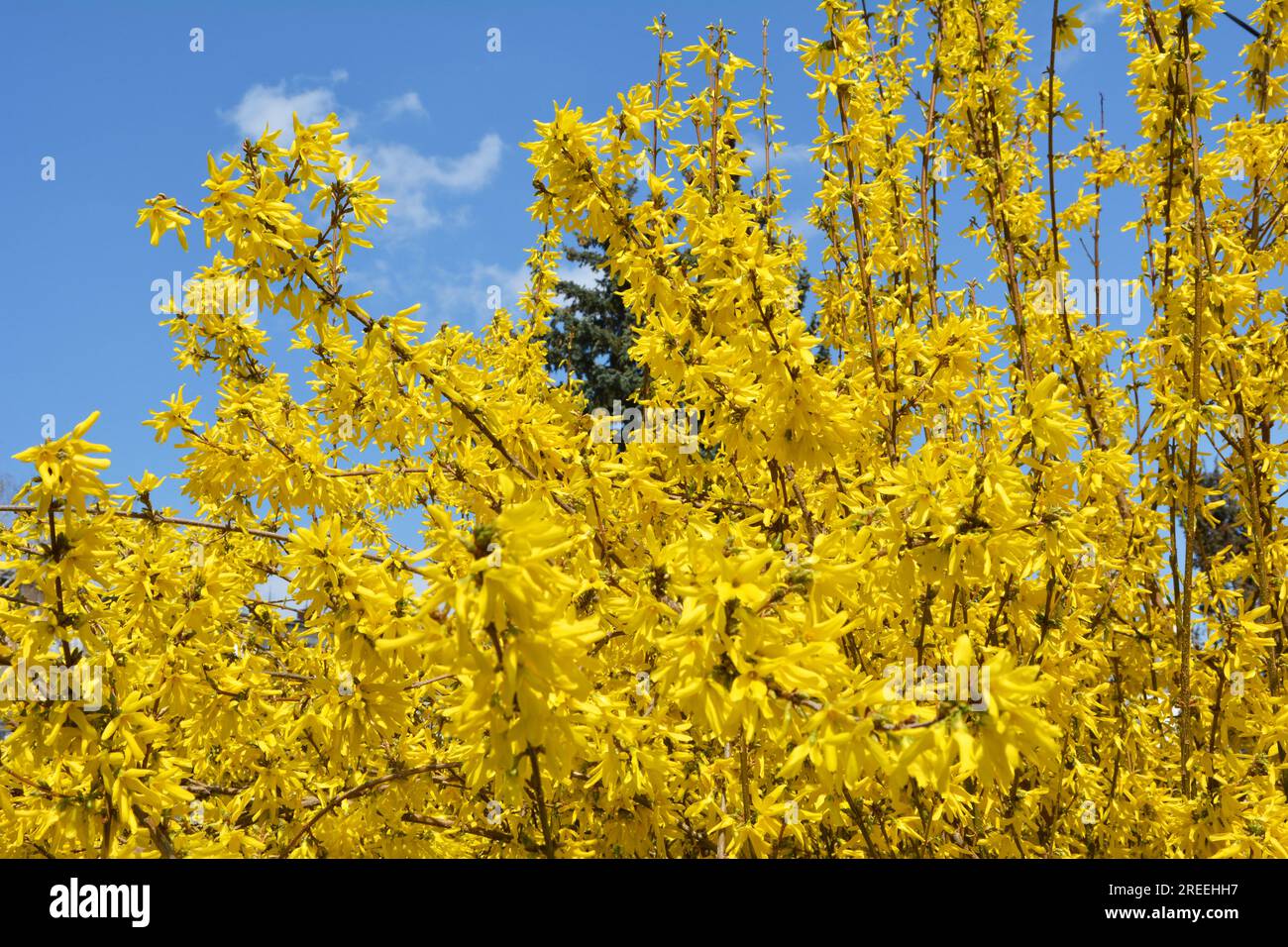 Forsythia bush blooms in spring in nature Stock Photo - Alamy
