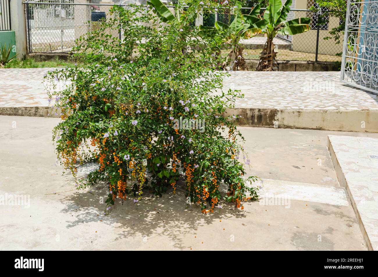 Golden dewdrops duranta erecta hi-res stock photography and images - Alamy
