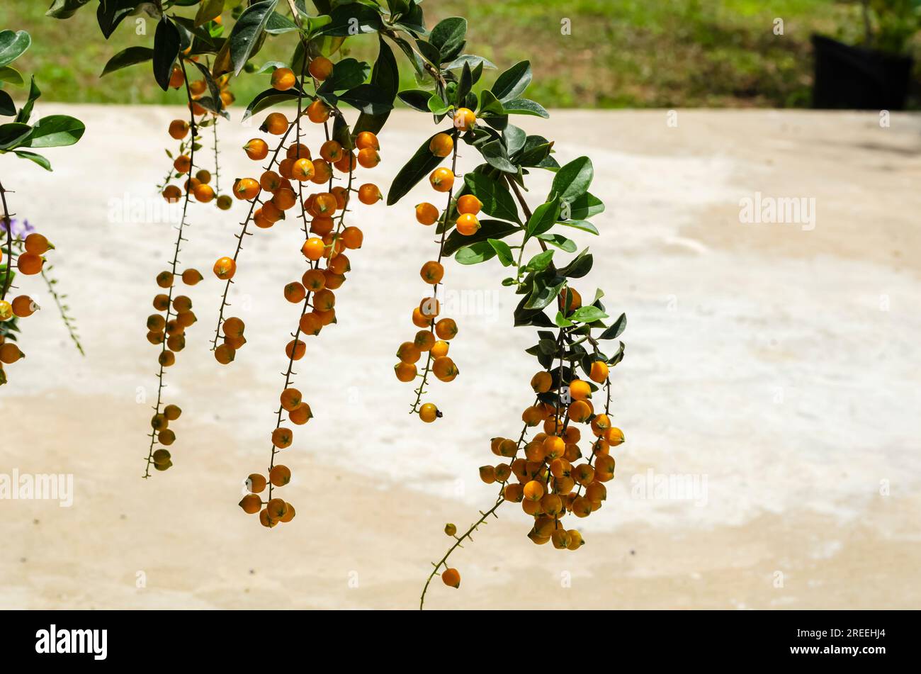 Duranta Erecta (Golden Dewdrops) Fruits Stock Photo - Alamy