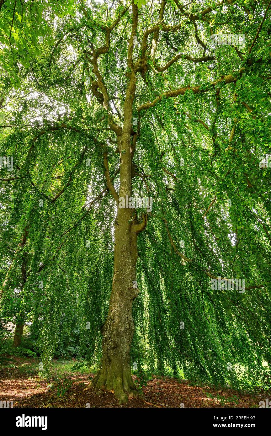 Summer slope beech (Fagus sylvatica f. pendula), Allgaeu, Bavaria ...
