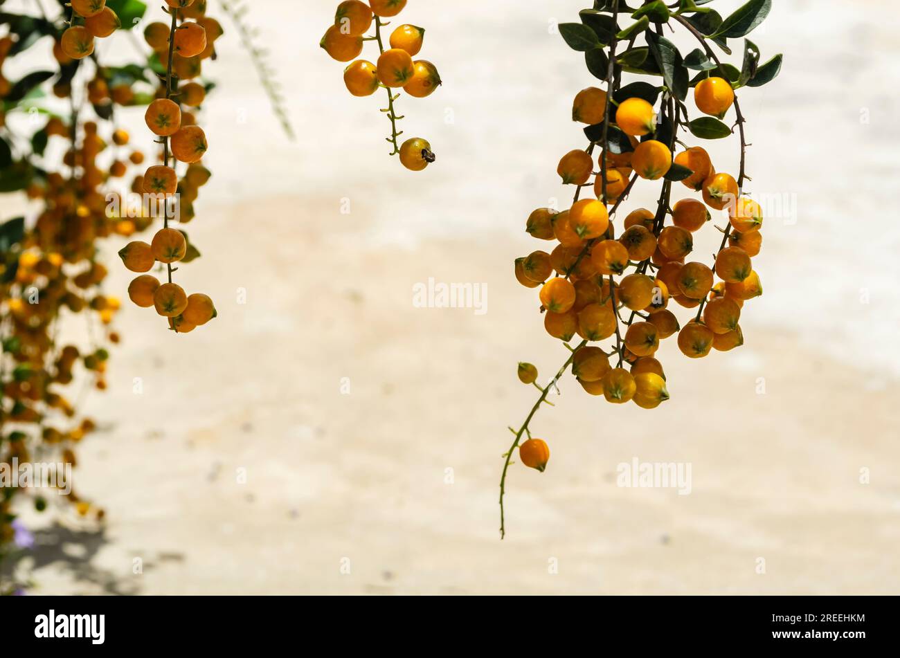 Fruits duranta erecta golden hi-res stock photography and images - Alamy