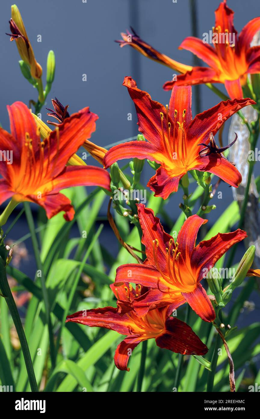 Orange day-lily (Hemerocallis fulva), Allgaeu, Bavaria, Germany Stock ...