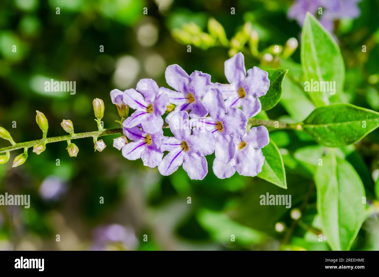 Golden dewsrops hi-res stock photography and images - Alamy