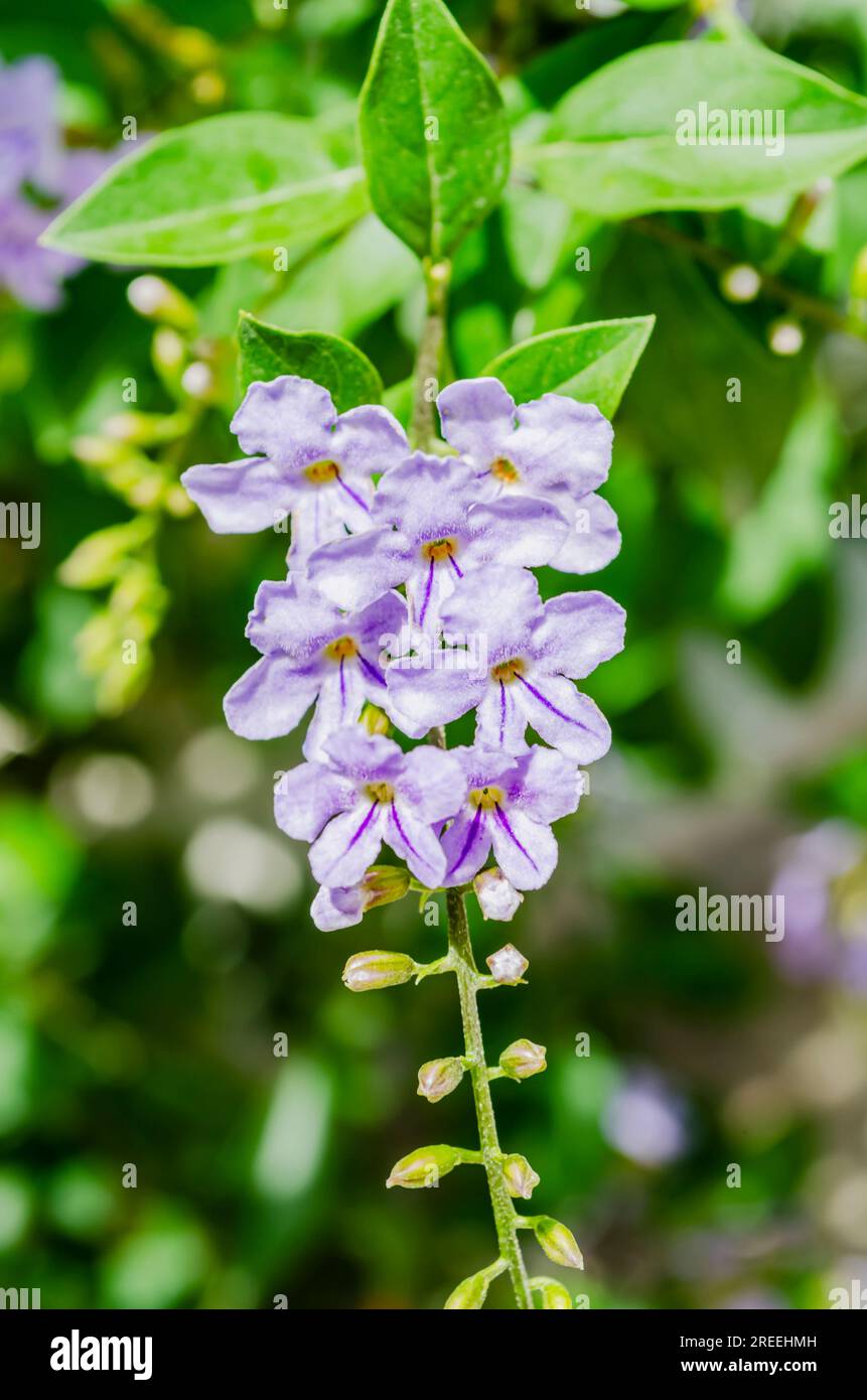 Golden dewsrops hi-res stock photography and images - Alamy