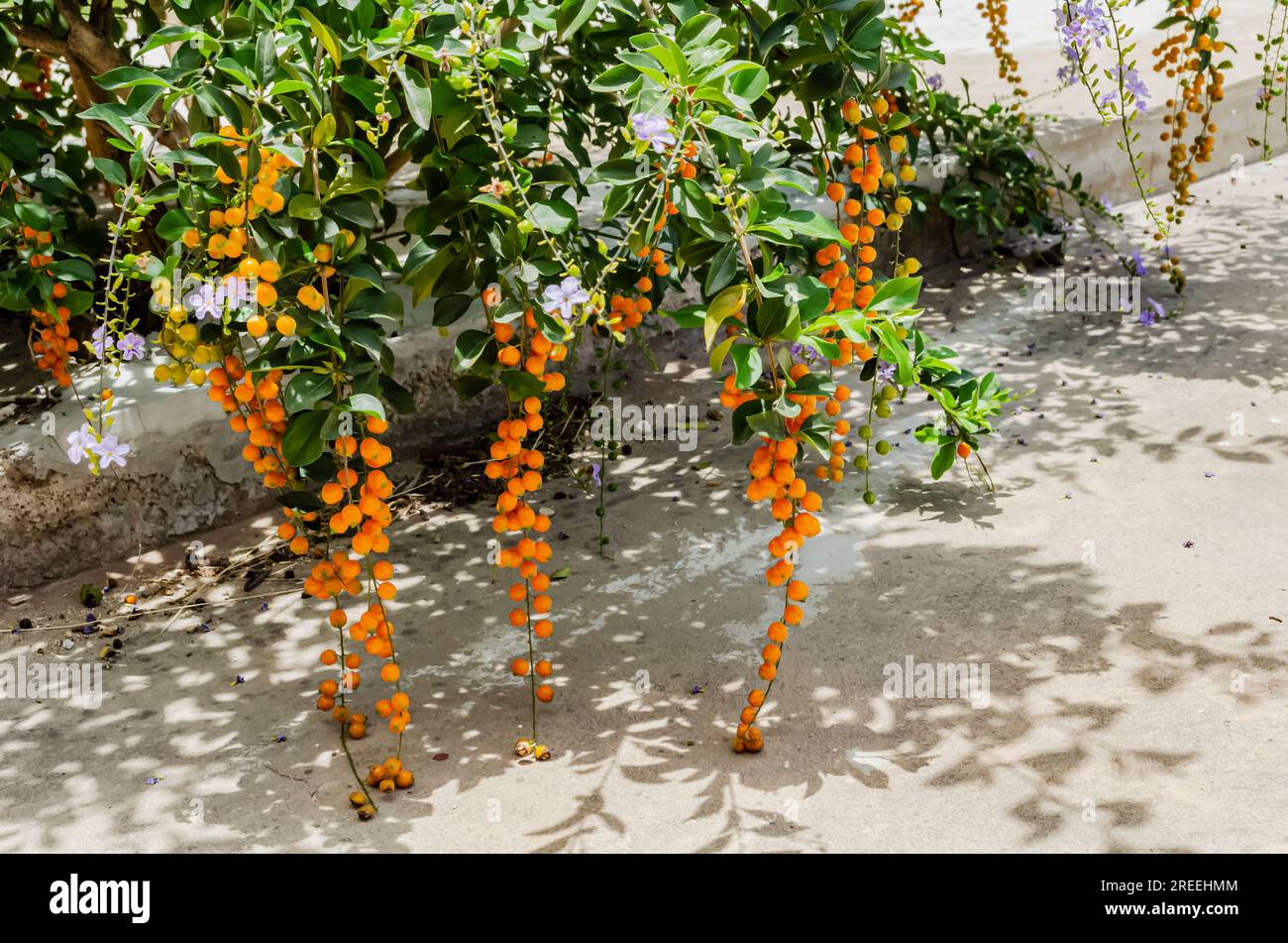 Ornamental plants duranta erecta golden hi-res stock photography and ...