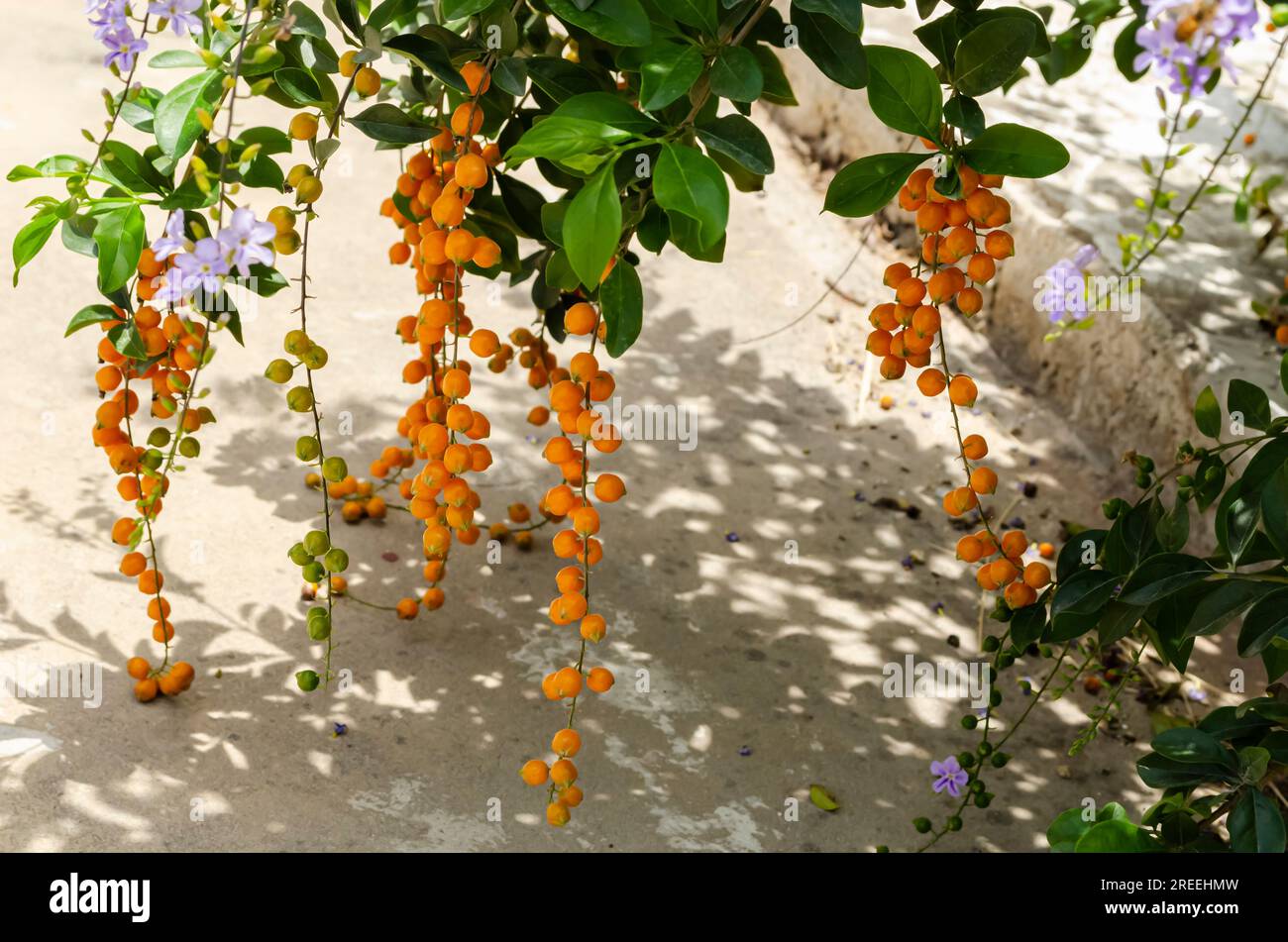 Duranta Erecta (Golden Dewdrops) Fruits Stock Photo - Alamy