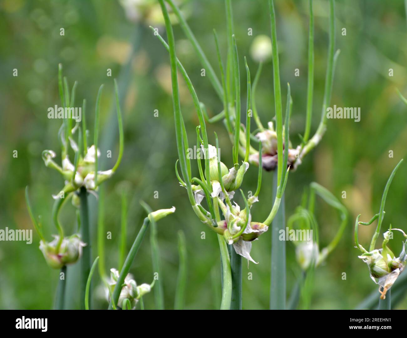 In the garden grows multi-tiered onion with air bulbs Stock Photo - Alamy