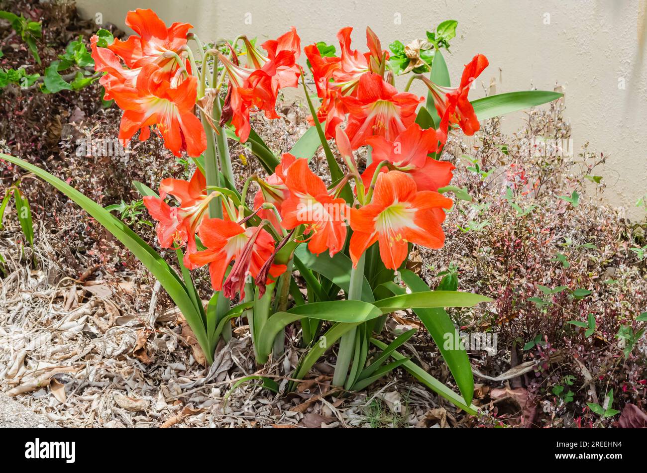 Amaryllis Monaco Flowers Stock Photo - Alamy