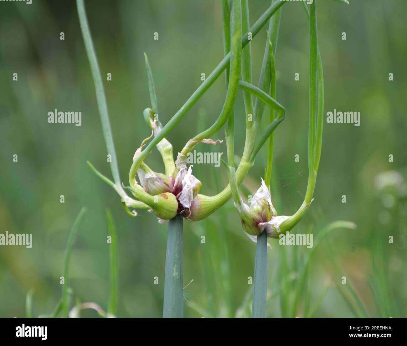 In the garden grows multi-tiered onion with air bulbs Stock Photo - Alamy