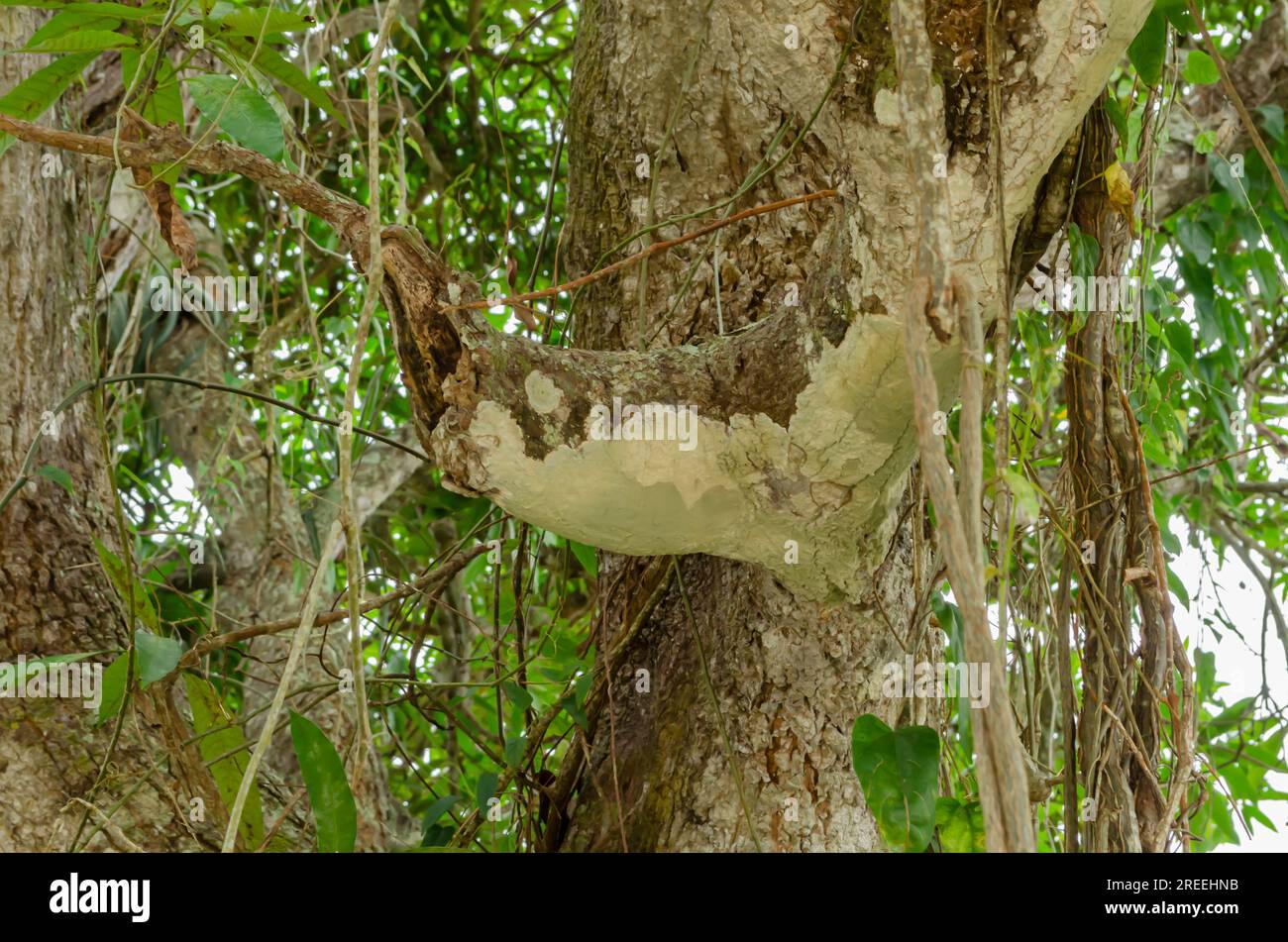 Algae Growing on Tree Stock Photo - Alamy