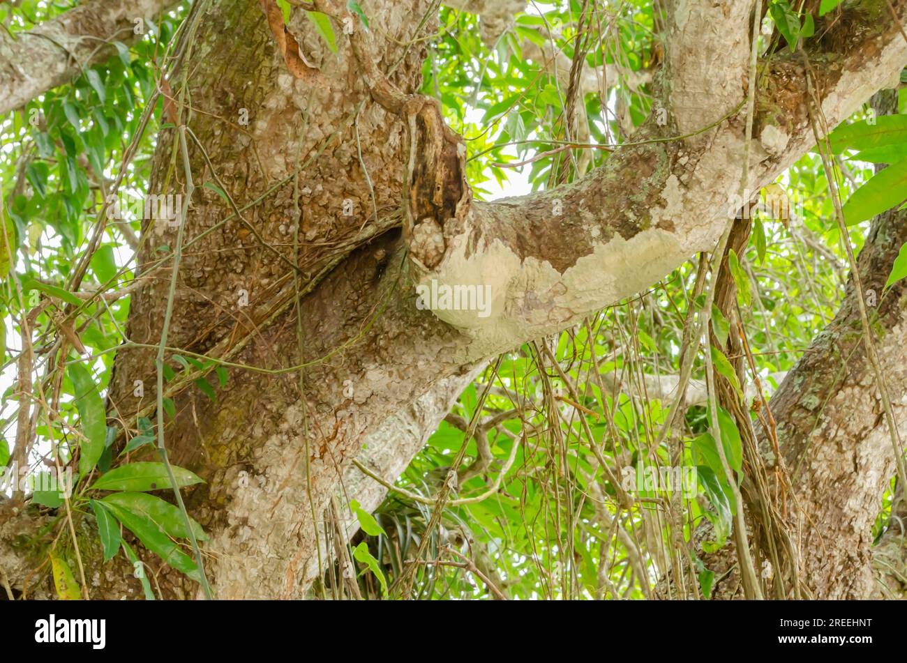 Algae Growing on Tree Stock Photo - Alamy