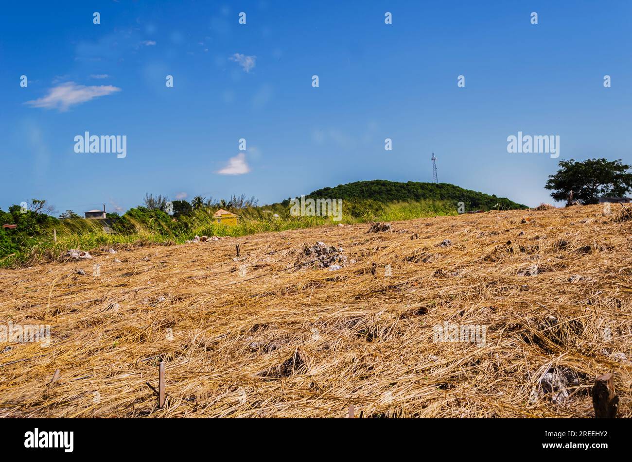A plot of land is covered with dry grass in preperation for plantation ...