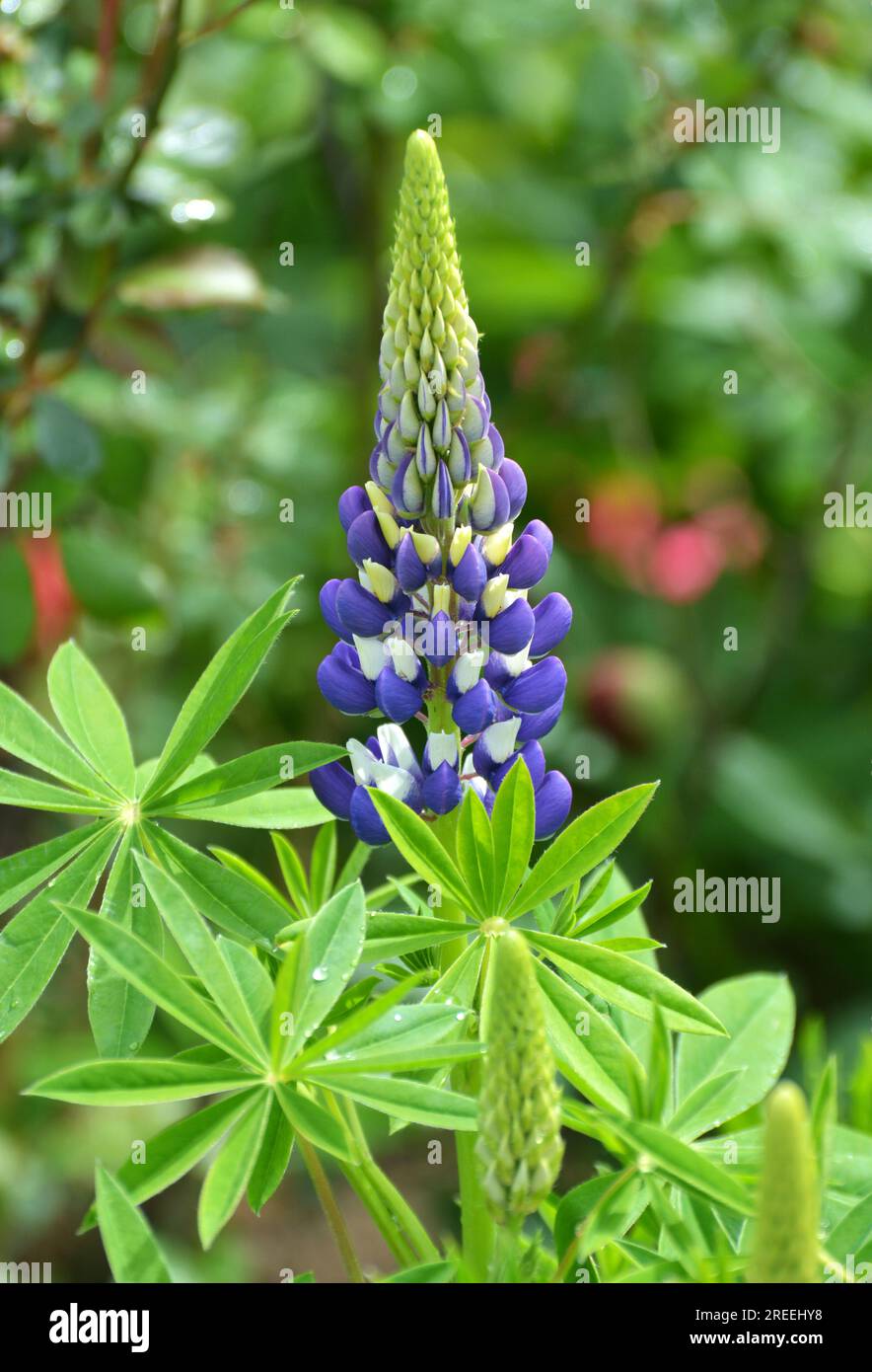 In the spring in the garden blooms lupine Stock Photo - Alamy