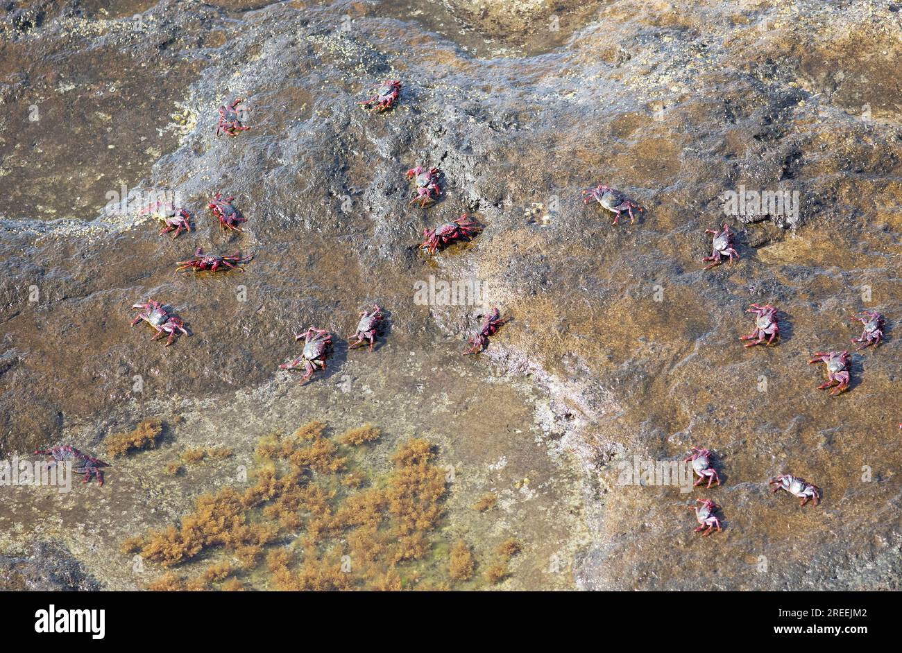 Cliff crabs hi-res stock photography and images - Alamy