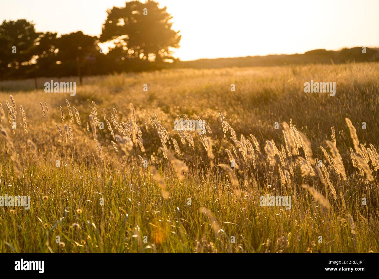 Backlit shot hi-res stock photography and images - Alamy